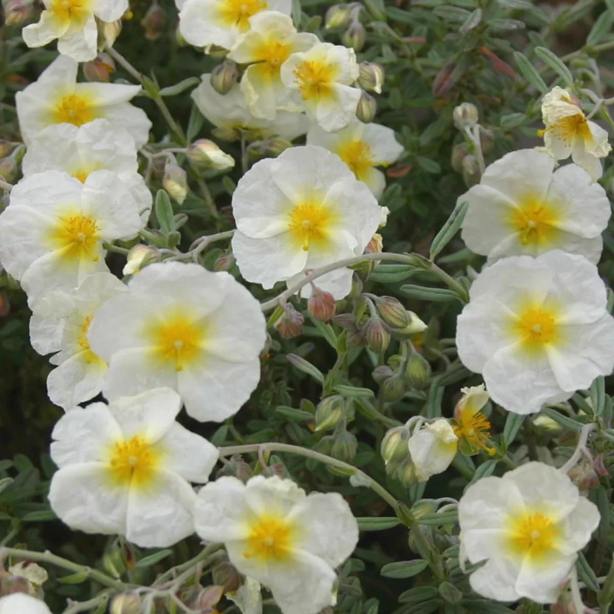 Award Winning Rock Roses Plants - Richard Jackson Garden