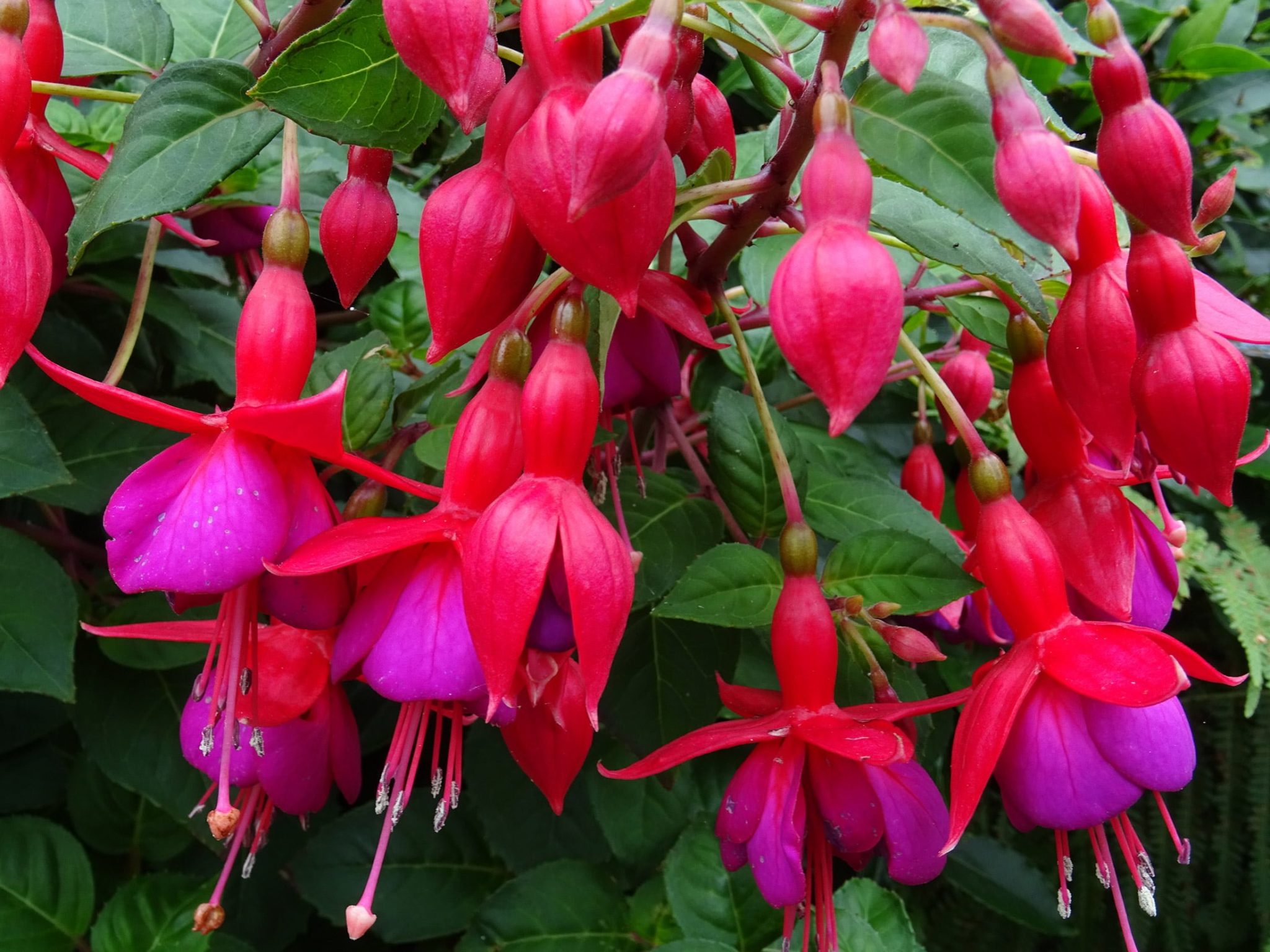 Giant trailing fuchsias - Richard Jackson Garden