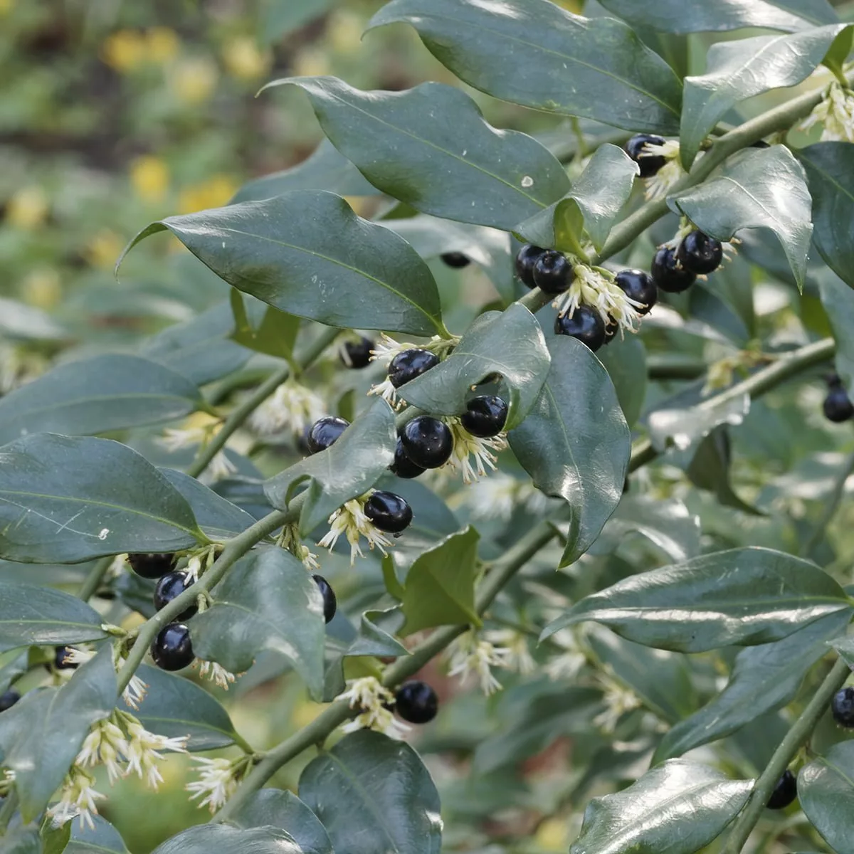 Sarcococca Confusa Sweet Box Plants - Buy online at Richard Jackson Garden