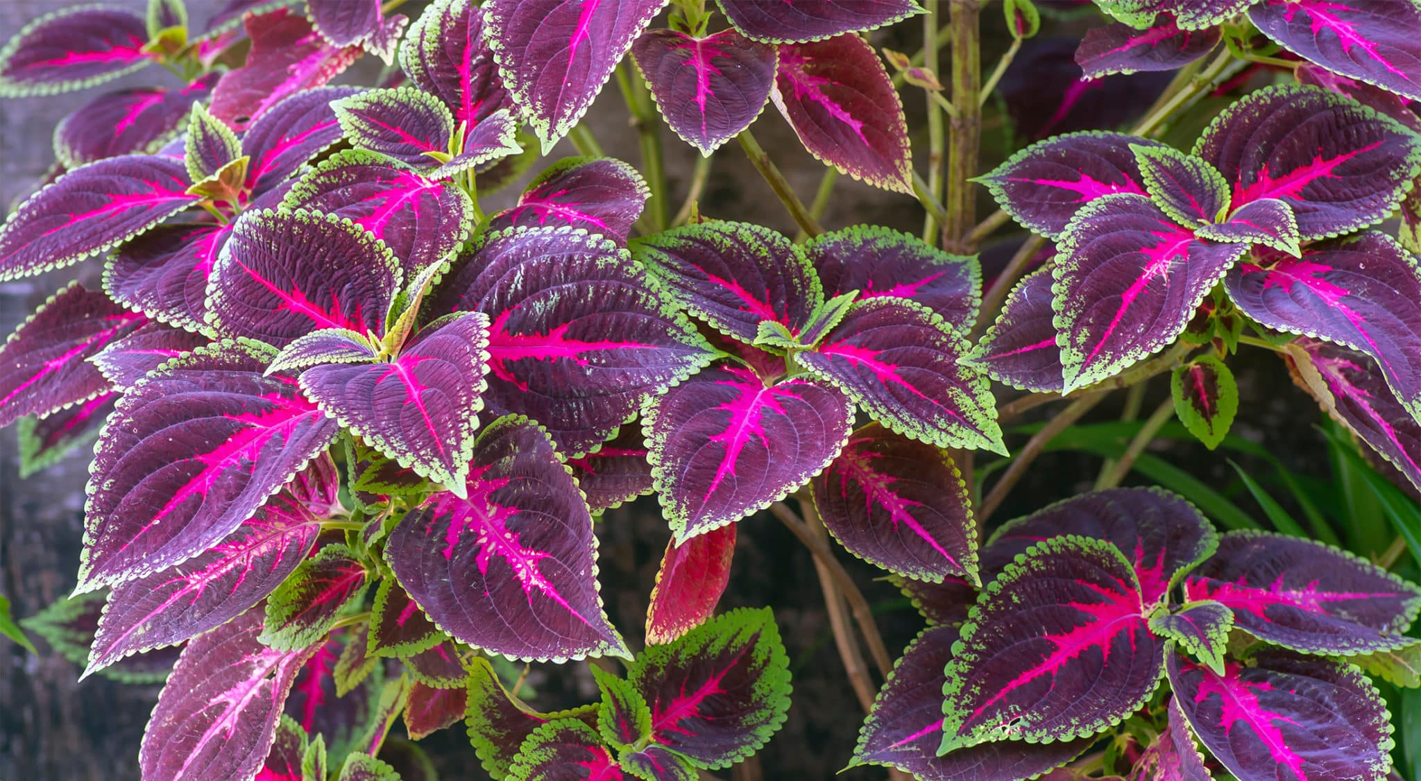 Indoor Foliage Plants Cheapest Order Save 53 Jlcatj gob mx