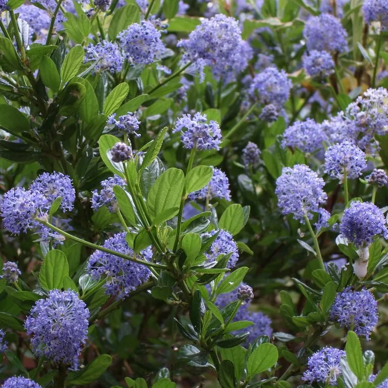 Award Winning Ceanothus Plants - Richard Jackson Garden