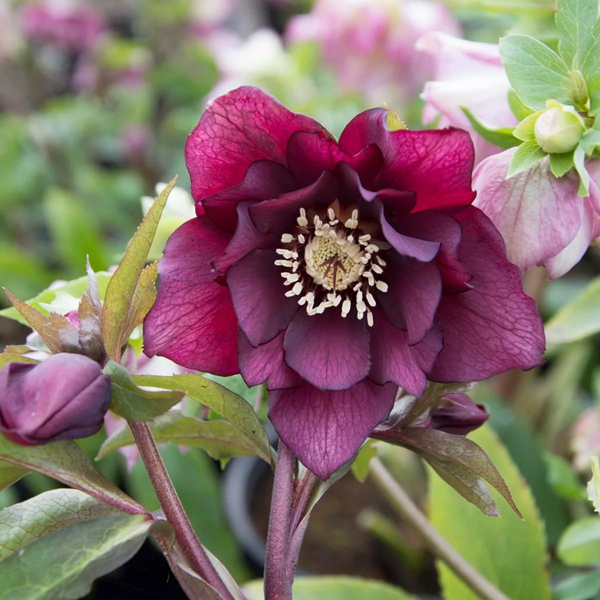 Double Hellebores - Richard Jackson Garden