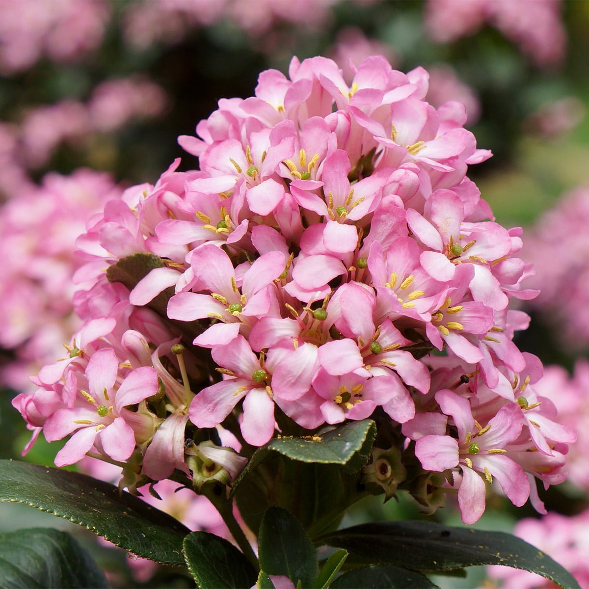Escallonia Pink Elle Plants - Richard Jackson Garden