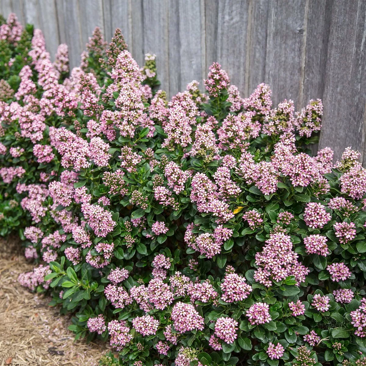 Escallonia Pink Elle Plants - Richard Jackson Garden
