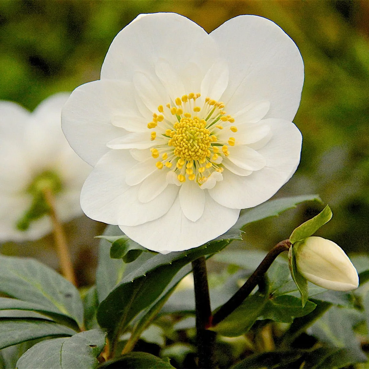 Hellebore Snowdrift Plants - Richard Jackson Garden