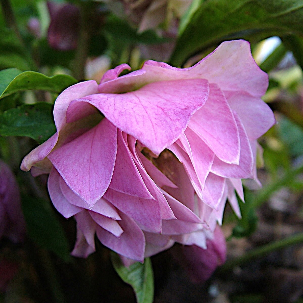 Hellebore Winter Flowers - Add Colour to the Garden in the Darker Months