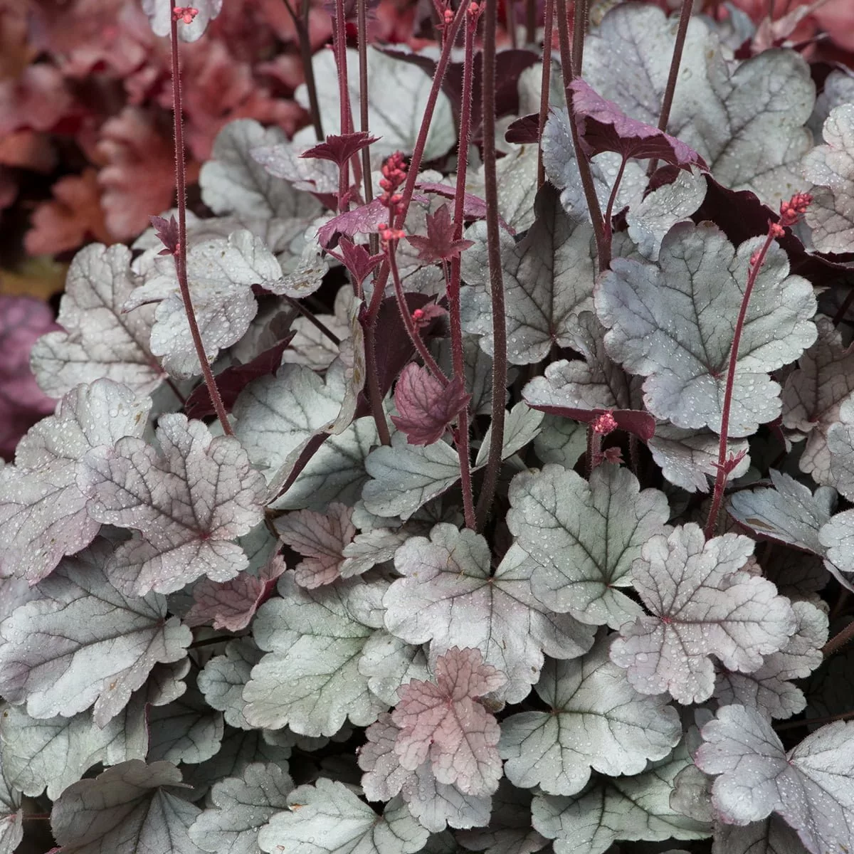 Heuchera Silver Gumdrop - Richard Jackson Garden