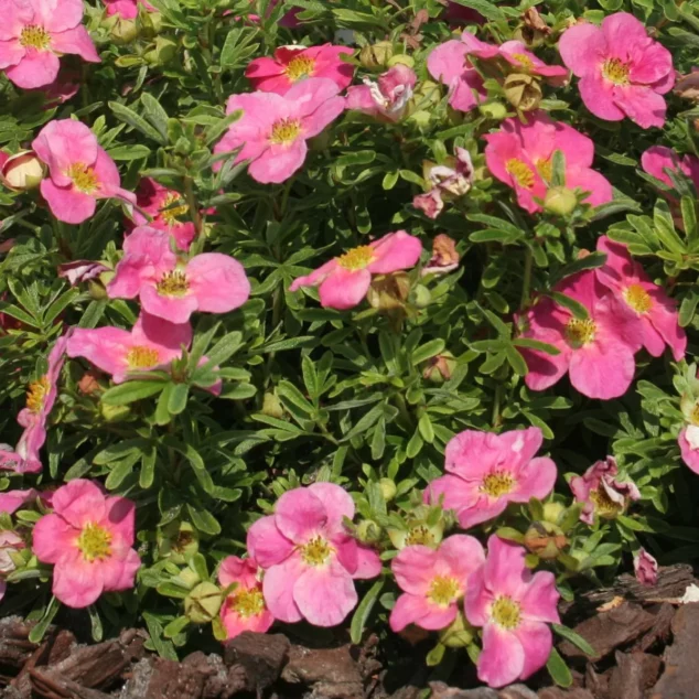 Potentilla Bellissima Plants - Richard Jackson Garden
