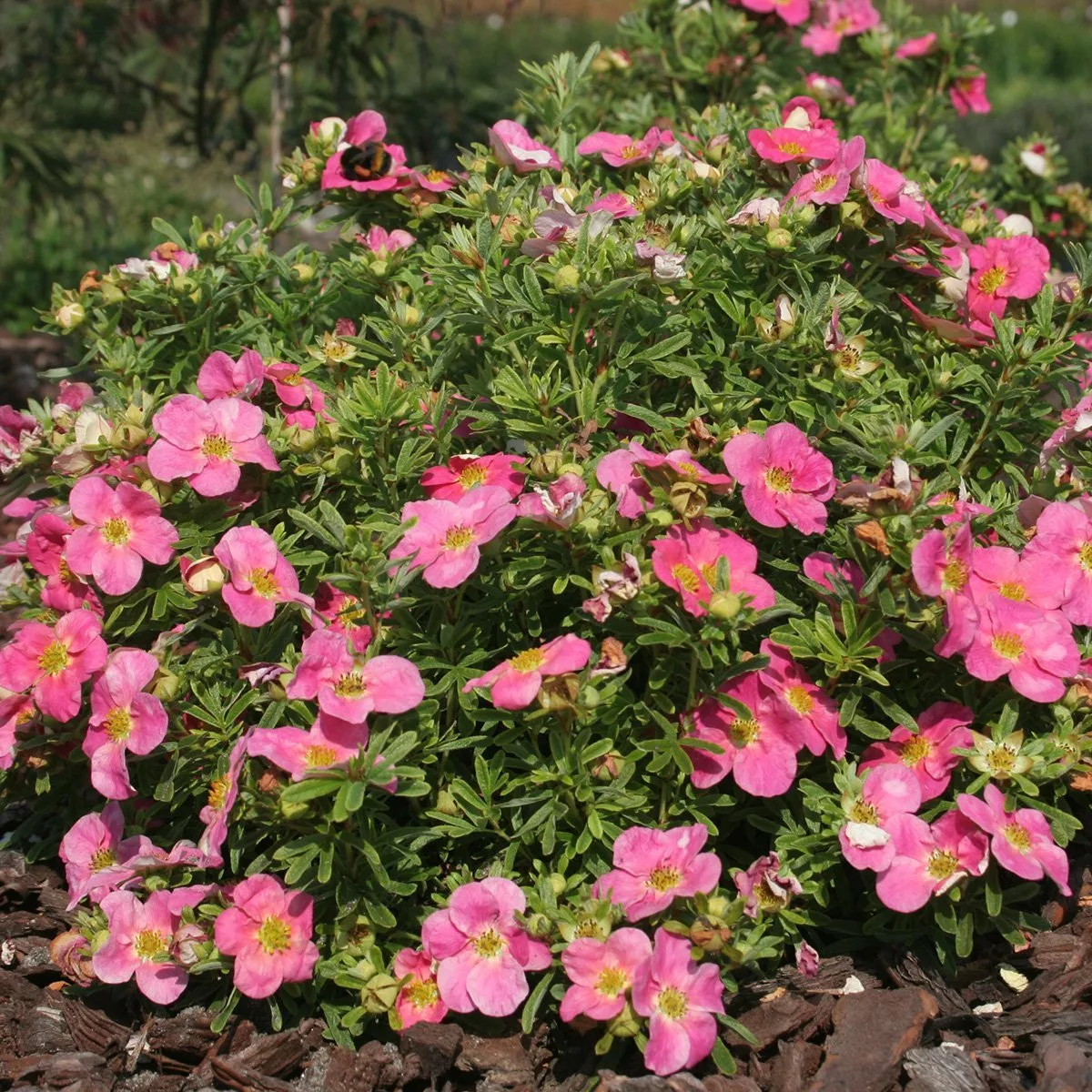 Potentilla Bellissima Plants - Richard Jackson Garden