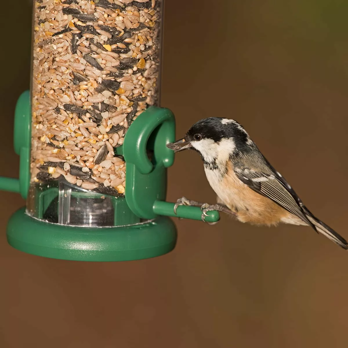 Ring-Pull Seed Feeder Medium Green - Richard Jackson Garden