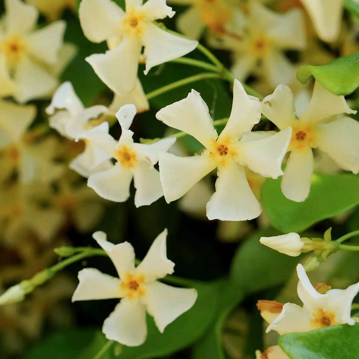 Tuscan Evergreen Jasmine Plants - Richard Jackson Garden