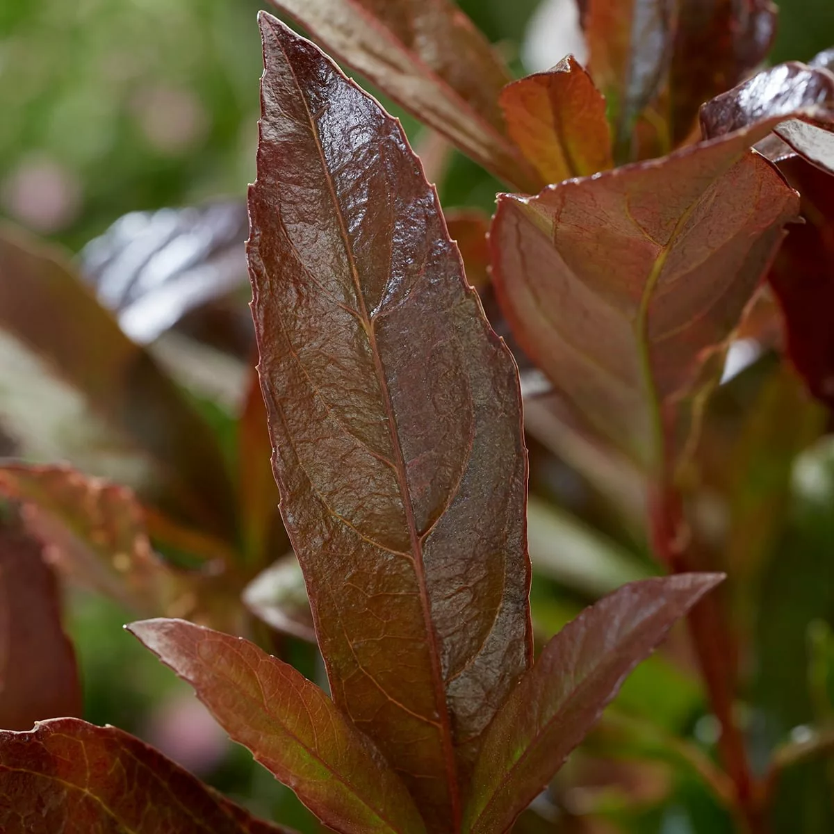 Viburnum Coppertop Plants - Richard Jackson Garden
