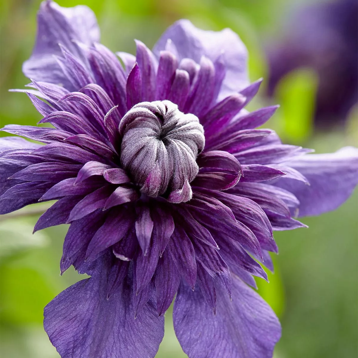 Repeat Flowering Double Clematis Plants - Richard Jackson Garden