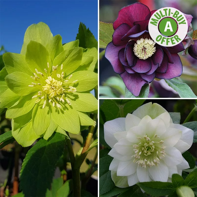 Double Hellebores - Richard Jackson Garden