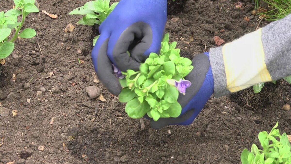 Features & Advice - Richard Jackson Garden