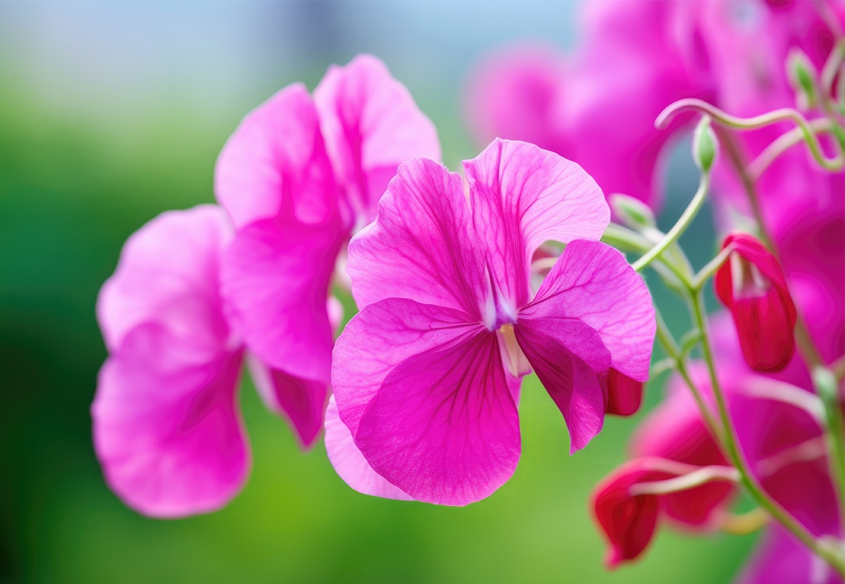 How do I get the most from my sweet peas? - Richard Jackson Garden