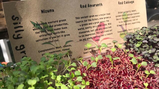What are micro-greens? - Richard Jackson Garden