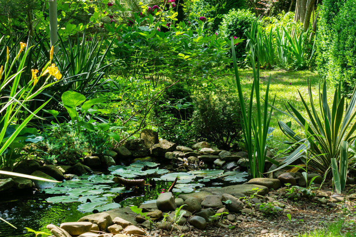 How to grow Ranunculus - Richard Jackson Garden