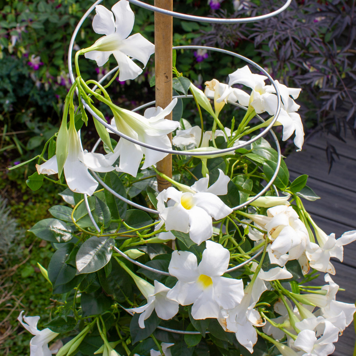 How to support garden plants - Richard Jackson Garden