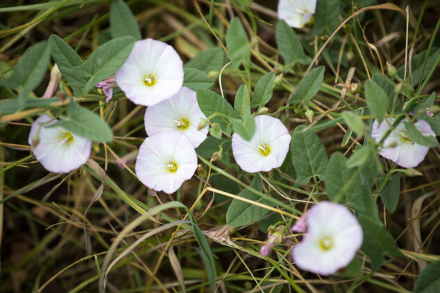 How to tackle garden weeds - Richard Jackson Garden