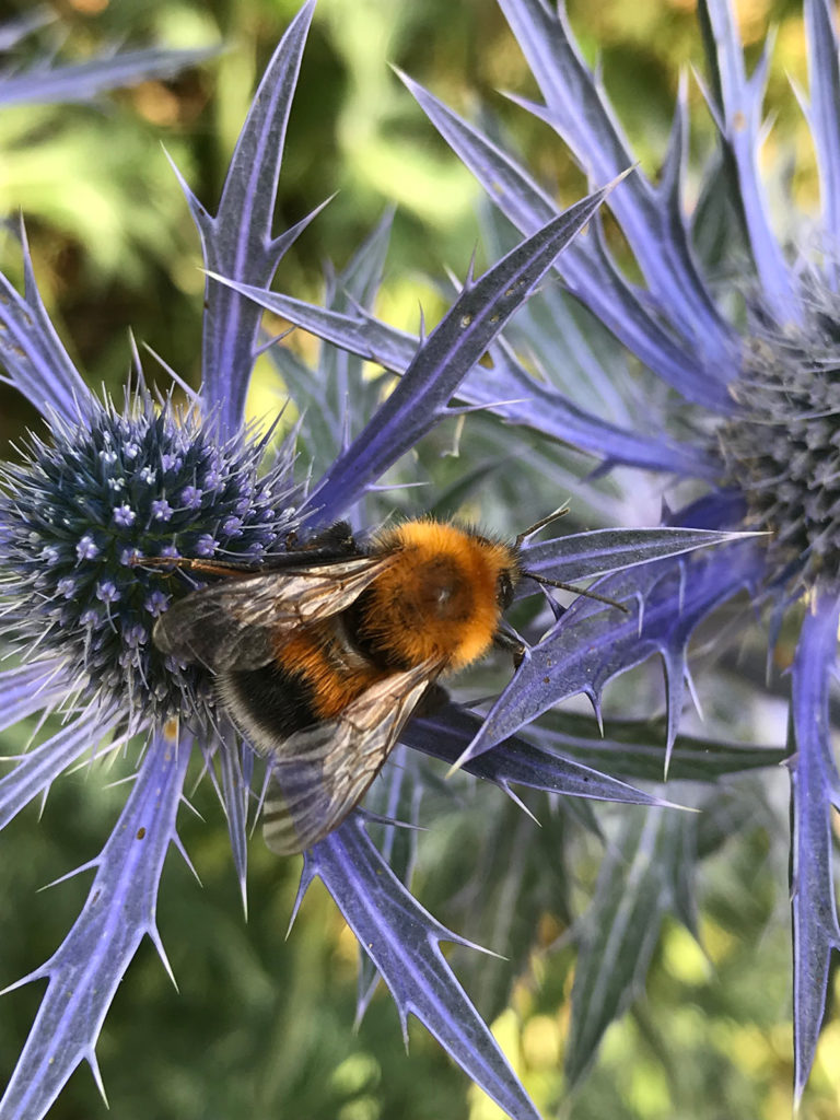 Five common garden bees - Richard Jackson Garden