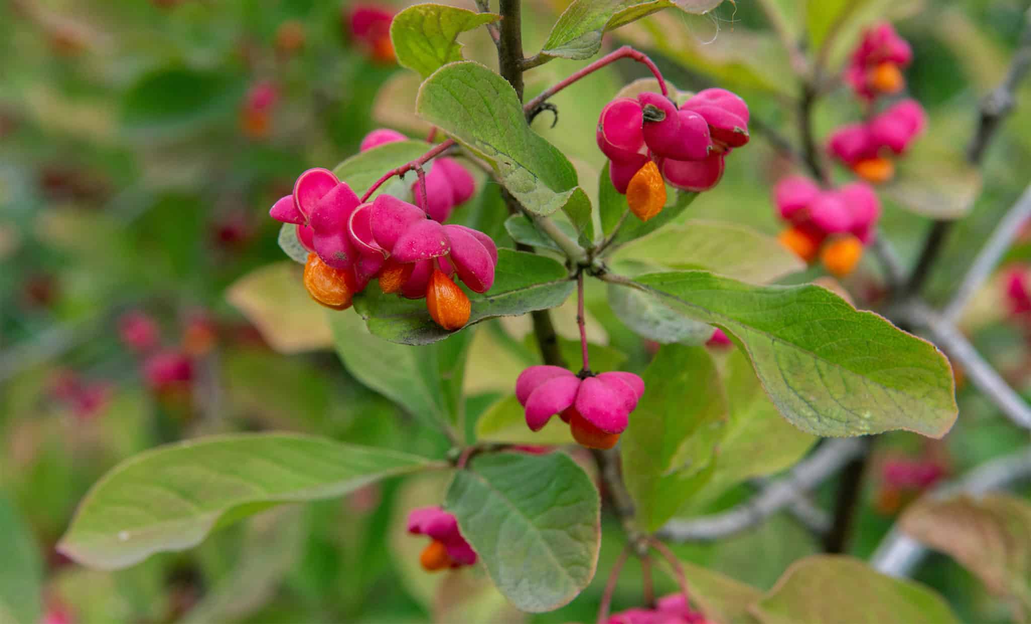 Giant trailing fuchsias - Richard Jackson Garden