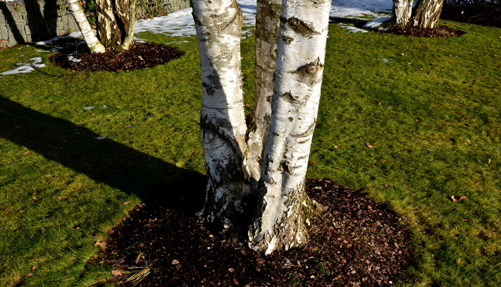 Trees for winter bark - Richard Jackson Garden