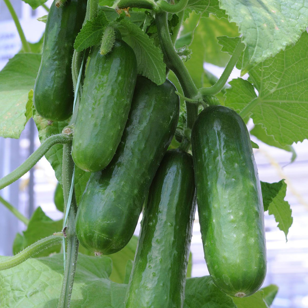 Cucumber (Mini) Picolino F1 3 x 6cm garden ready peat pots - Richard ...
