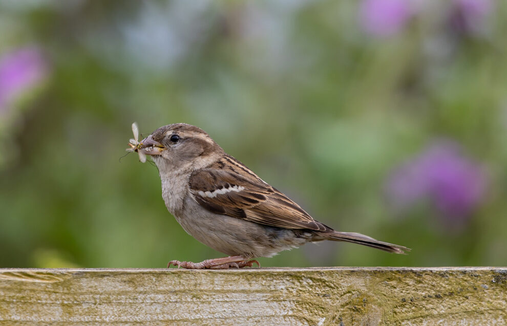 How to attract and support insect-eating birds - Richard Jackson Garden