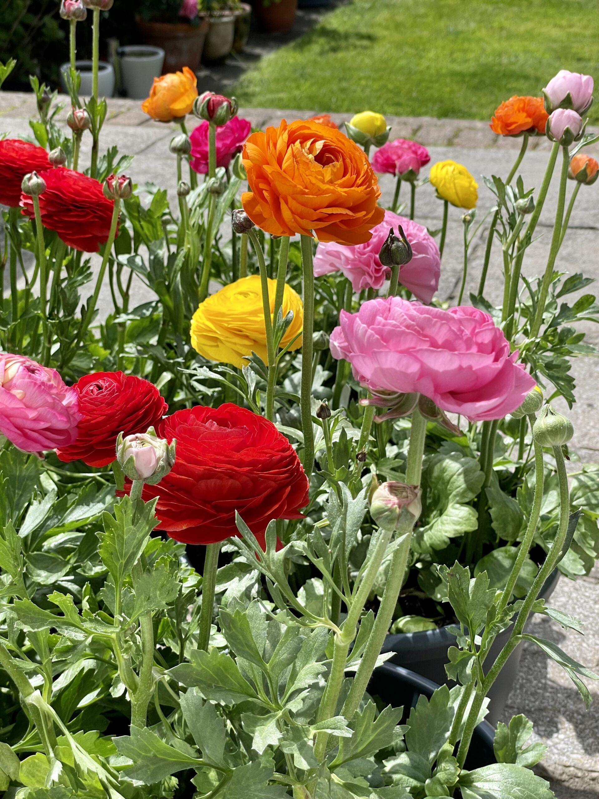 Laura Gilbert - Richard Jackson Garden