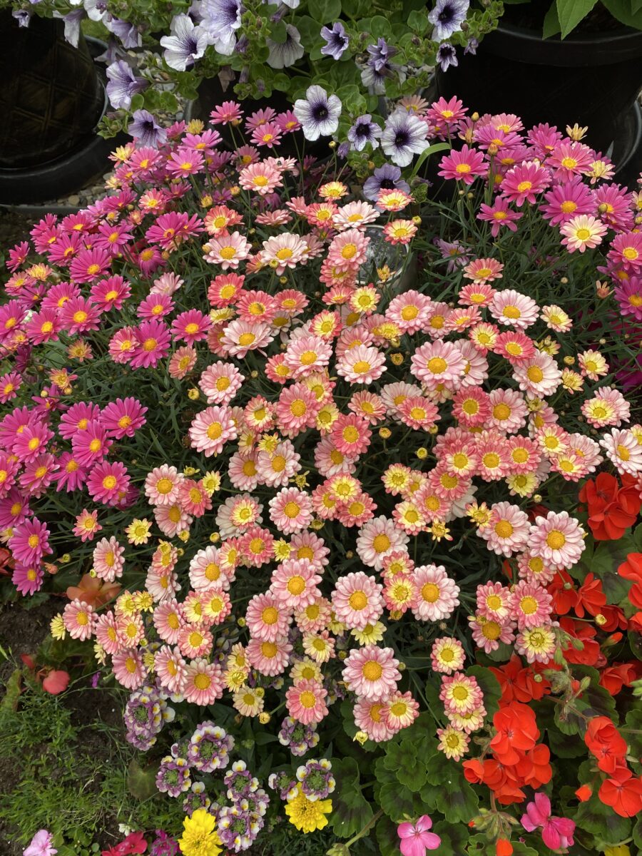 Flower Power Plant Food - Richard Jackson Garden