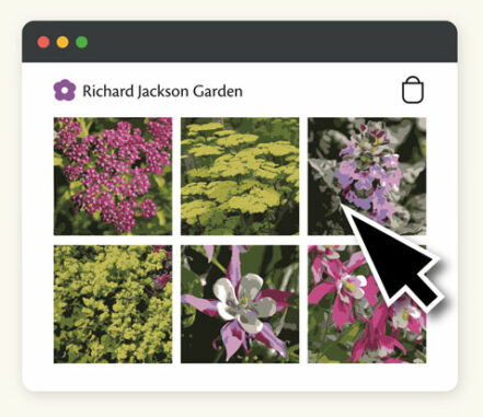 Deutzia Tokyo Delight - Richard Jackson Garden