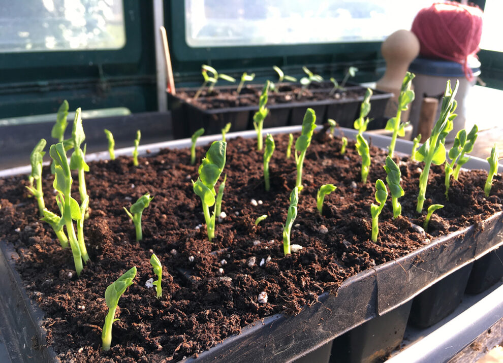 How to Grow Plug Plants - Gardening Advice from Martyn Cox