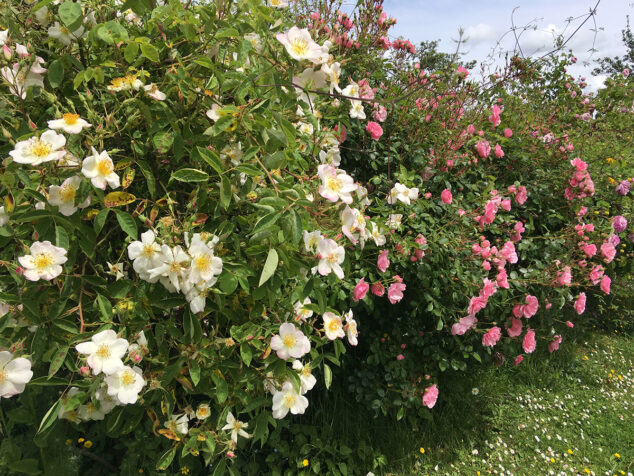 Enrich your garden with roses - Richard Jackson Garden
