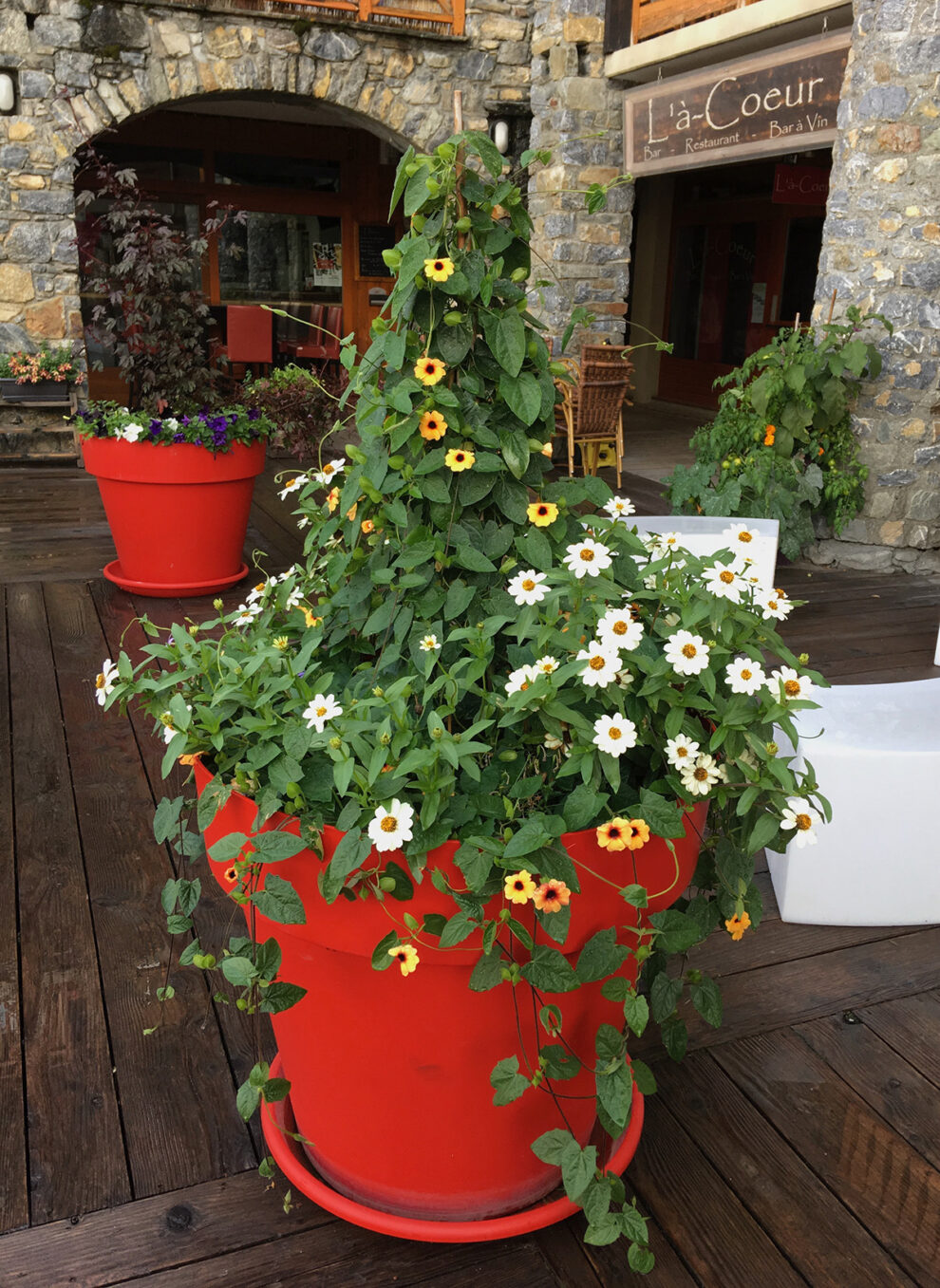 Create colourful containers - Richard Jackson Garden