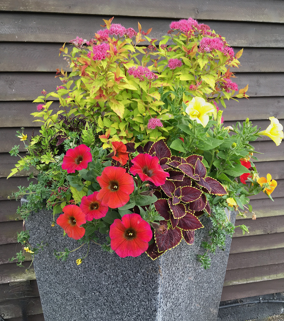 Create colourful containers - Richard Jackson Garden