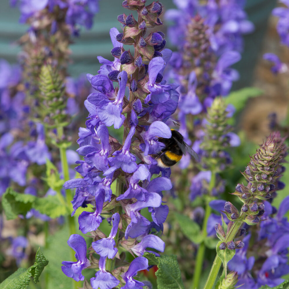 What's so great about garden perennials? - Richard Jackson Garden