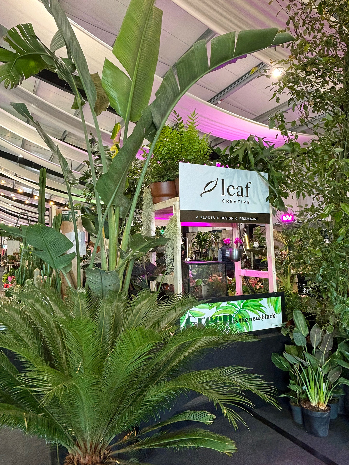 Latest houseplant trends - Richard Jackson Garden