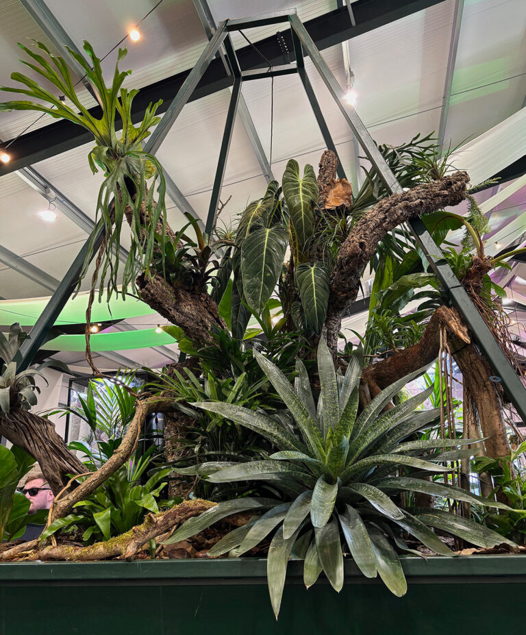 Latest houseplant trends - Richard Jackson Garden