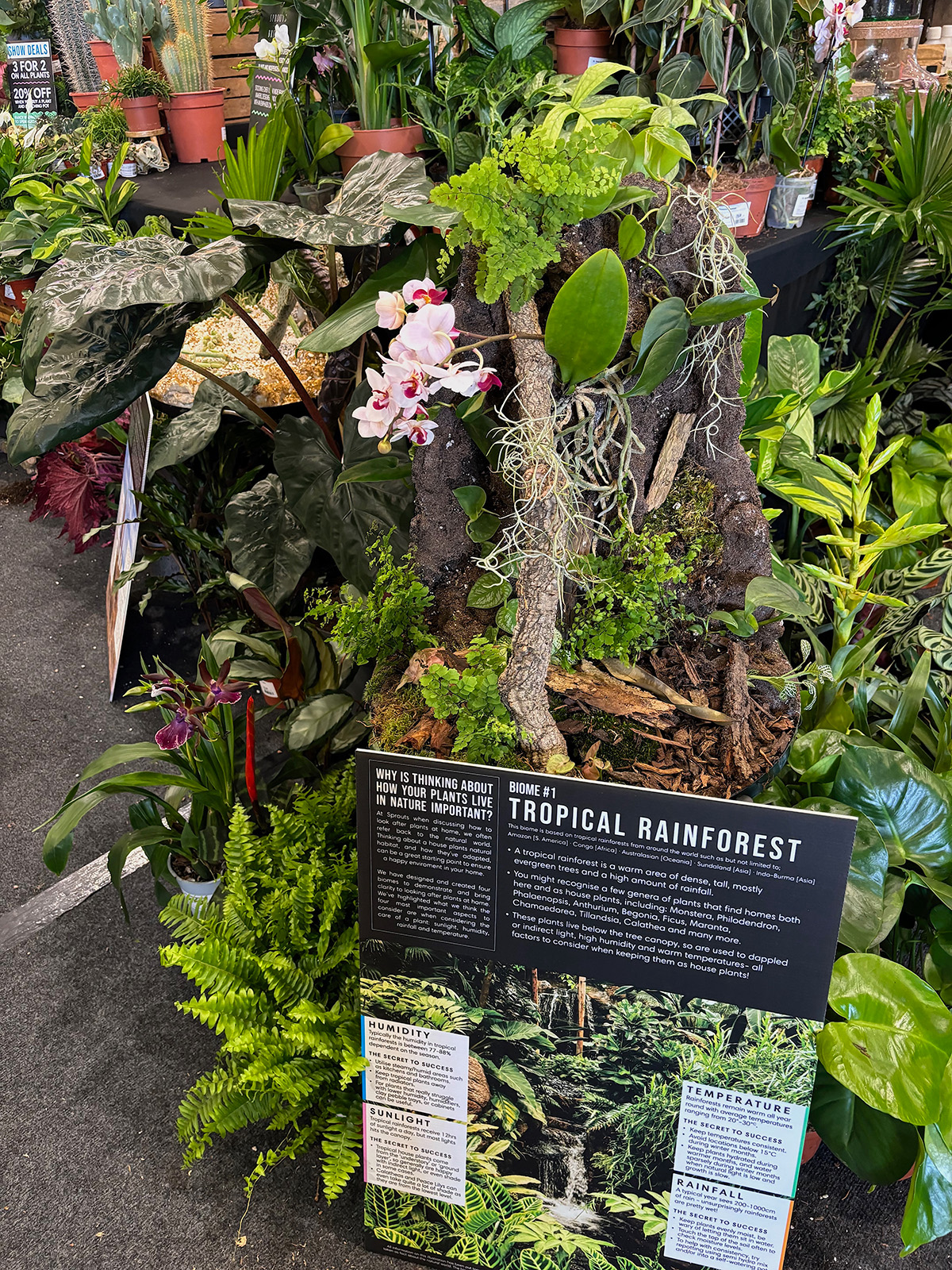 Latest houseplant trends - Richard Jackson Garden
