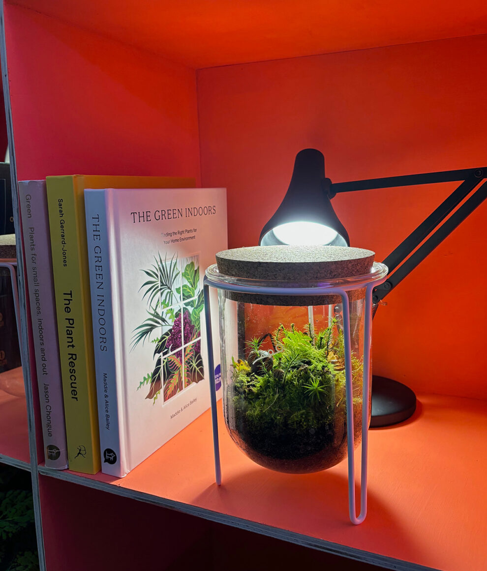 Latest houseplant trends - Richard Jackson Garden