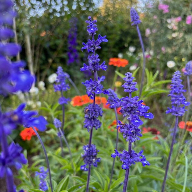 Paint with flowers - Richard Jackson Garden
