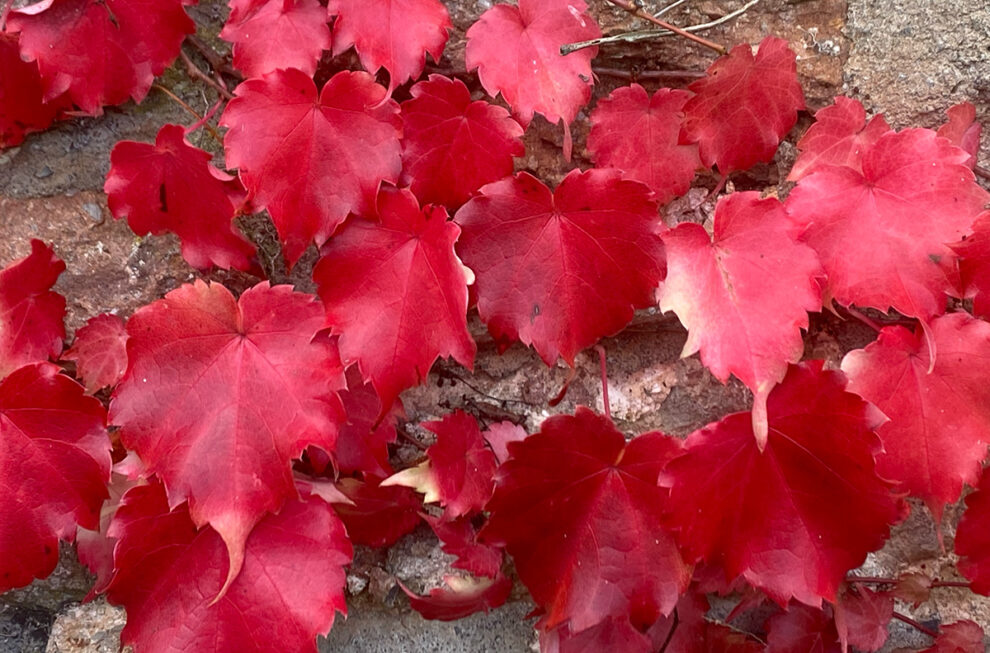 Trees for winter bark - Richard Jackson Garden