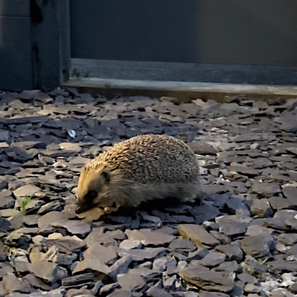 New Year resolutions for wildlife - Richard Jackson Garden