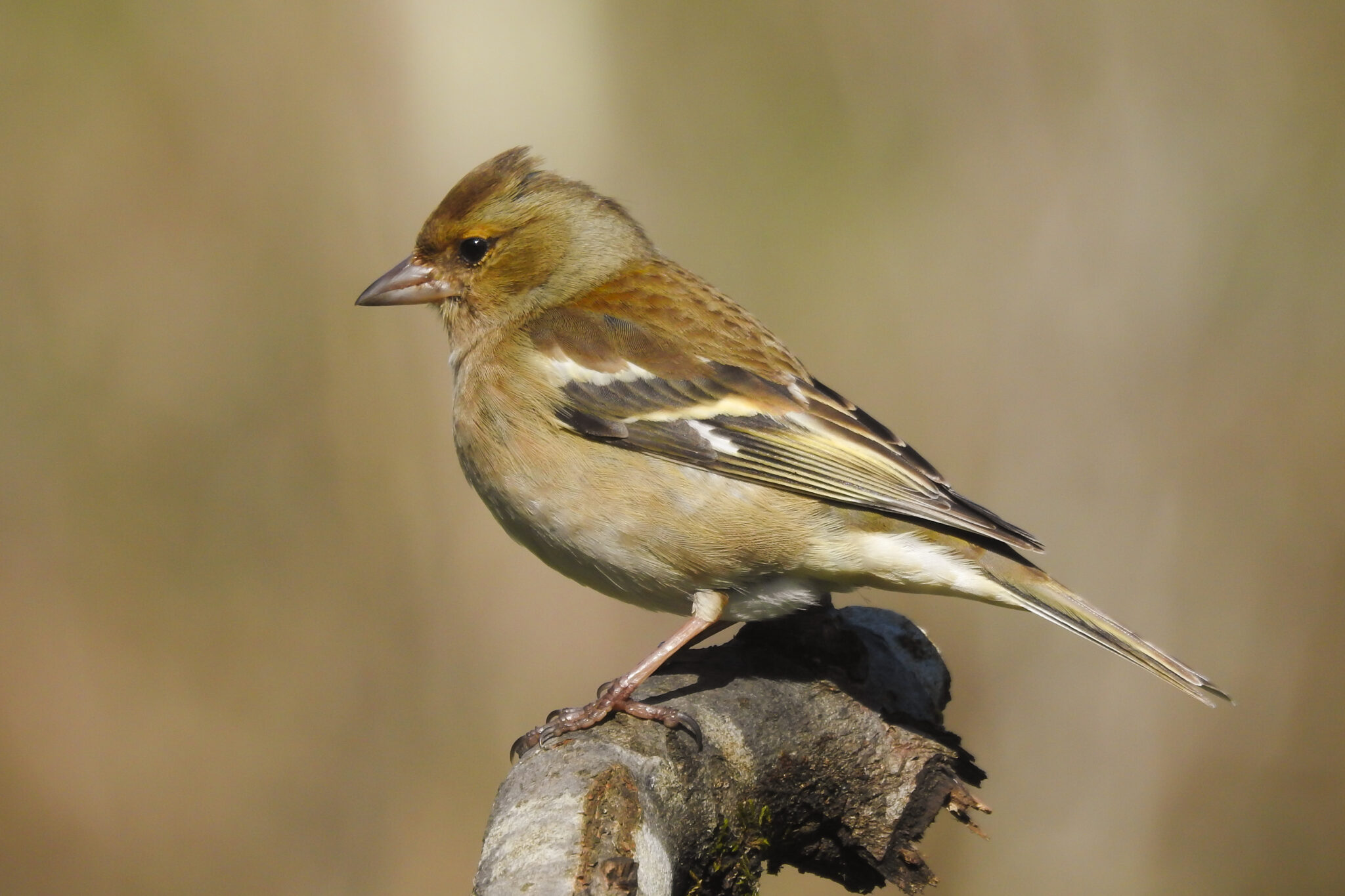 Five garden finches - Richard Jackson Garden