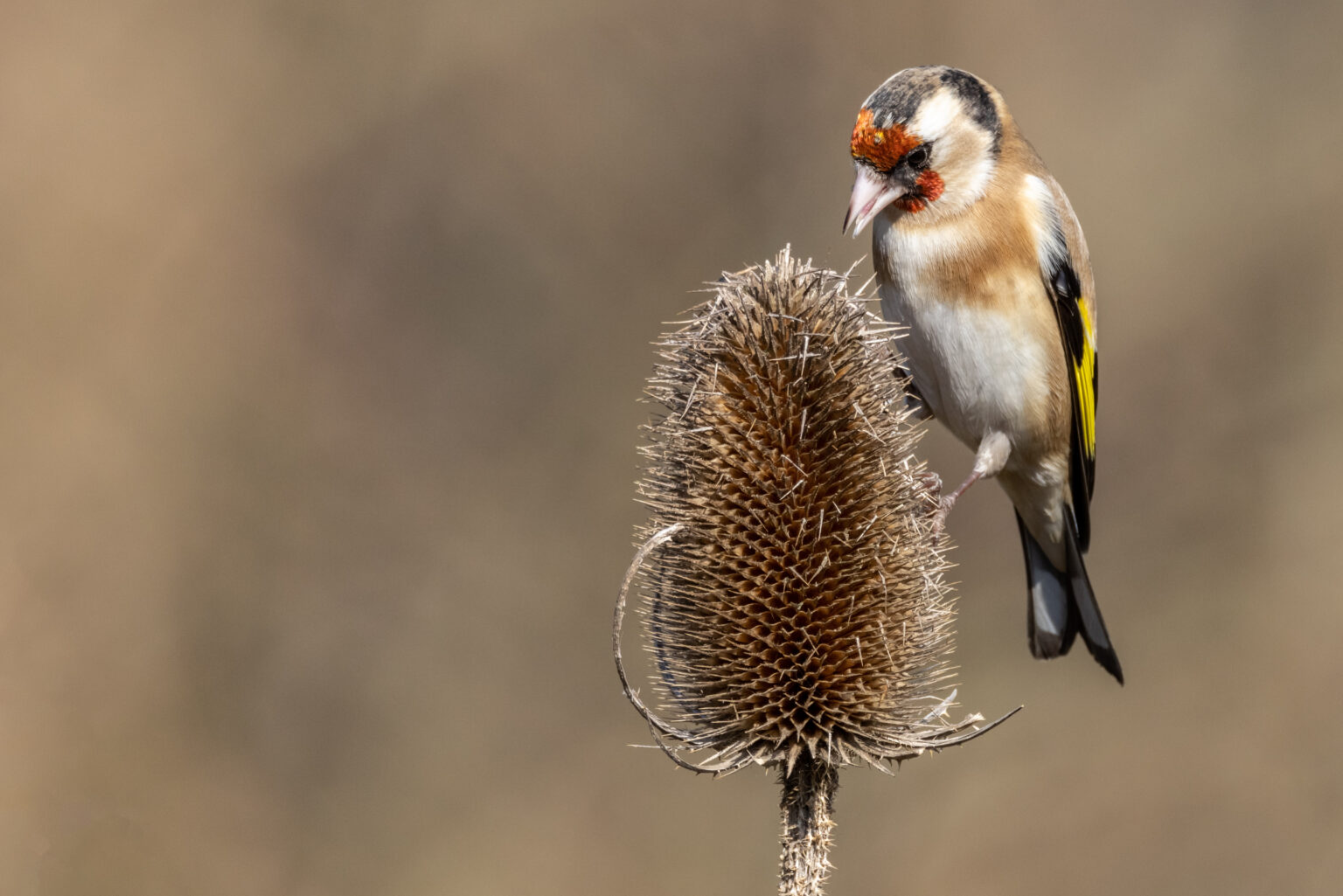 Five garden finches - Richard Jackson Garden