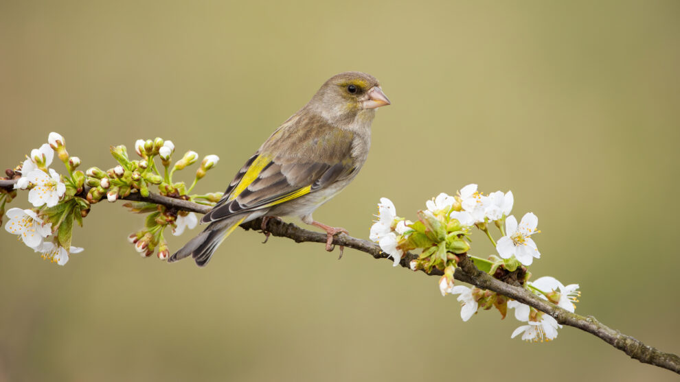Five garden finches - Richard Jackson Garden
