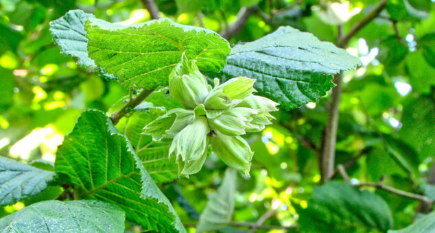 Can I grow some nuts? - Richard Jackson Garden