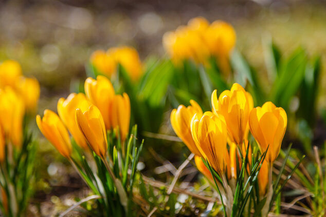 Grow charming crocus - Richard Jackson Garden