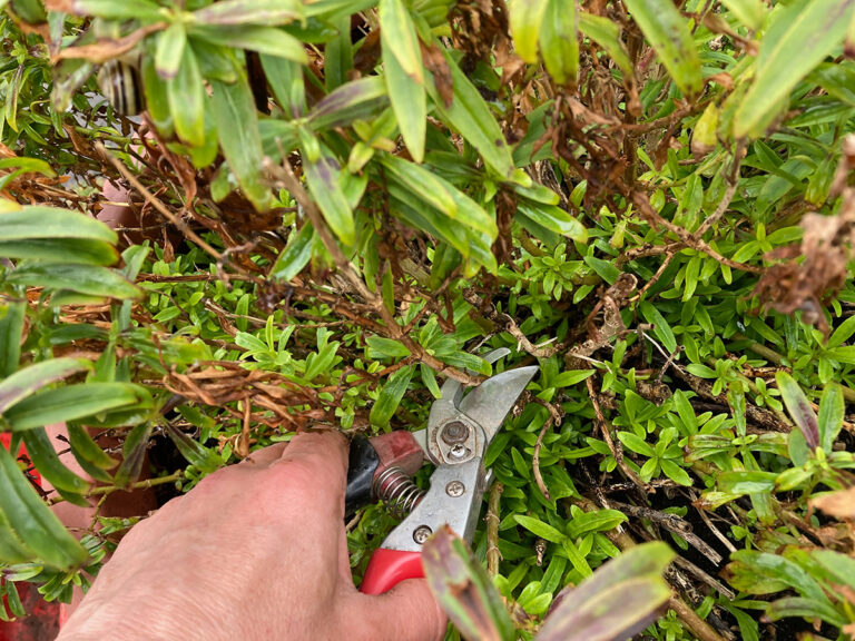 Plants that respond to spring pruning - Richard Jackson Garden